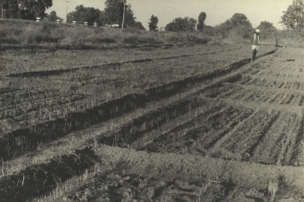 Grassland & Fodder Development – Kishore Bharati