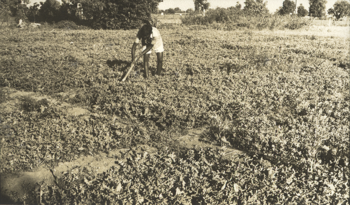 Grassland & Fodder Development – Kishore Bharati